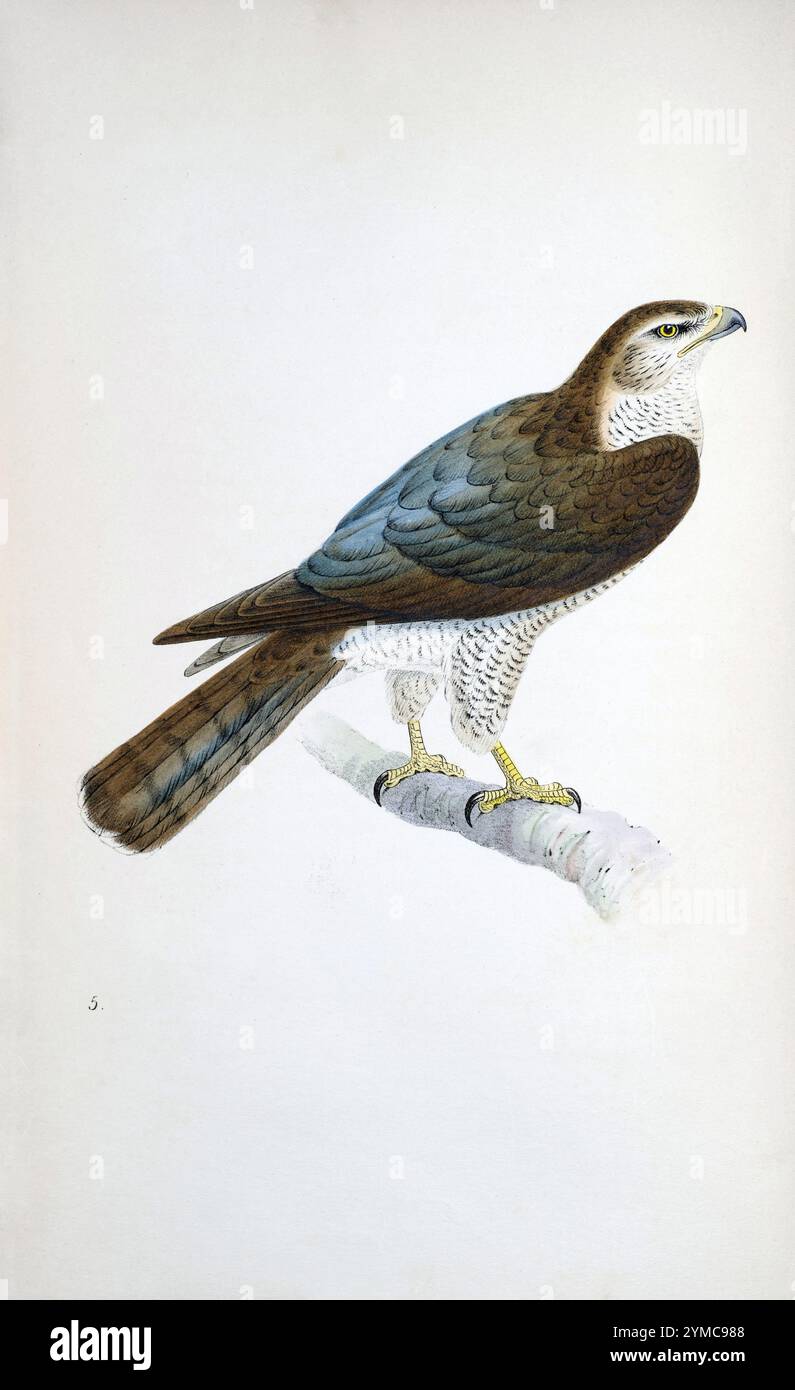 Goshawk. Plate 5. Meyer's British Birds. 1842 Stock Photo - Alamy