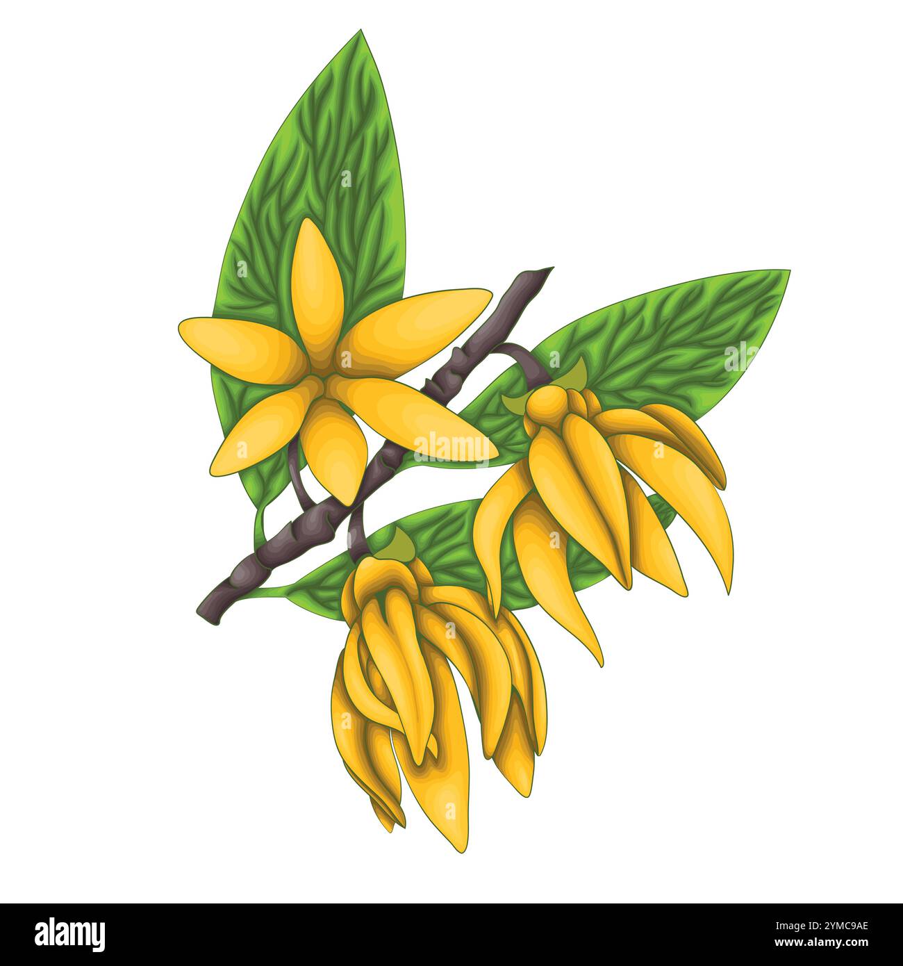 Natural base Cut Out Stock Images & Pictures - Alamy