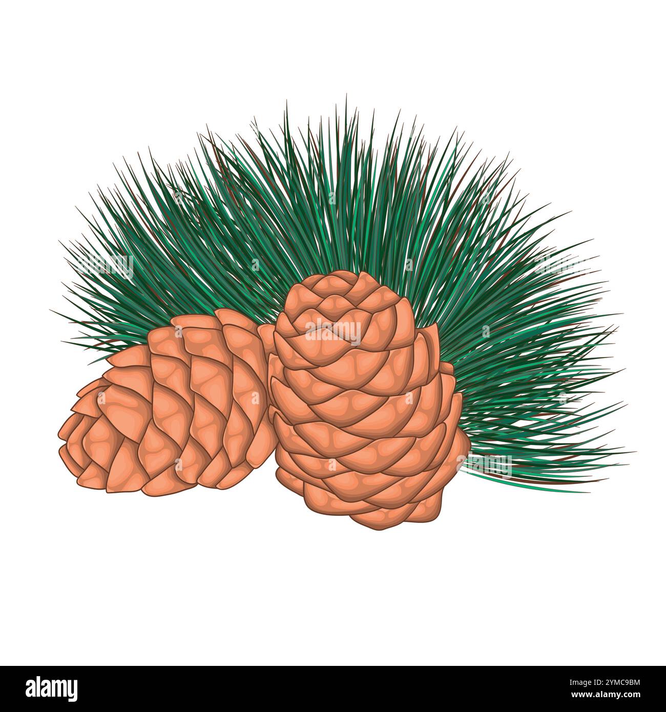 Cedarwood Stock Vector Images - Alamy