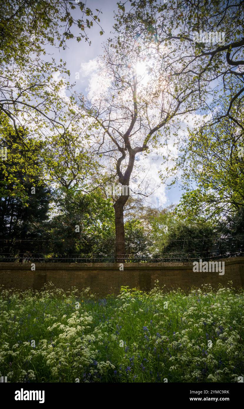 The Buckingham Palace, The Royal residence in London, England, UK Stock ...