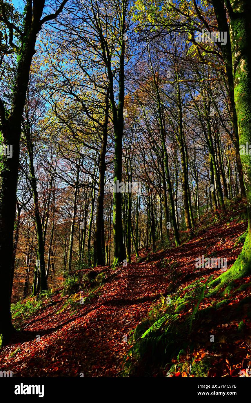 Autumn in the Dyfi Forest near Machynlleth with leaf covered ground ...
