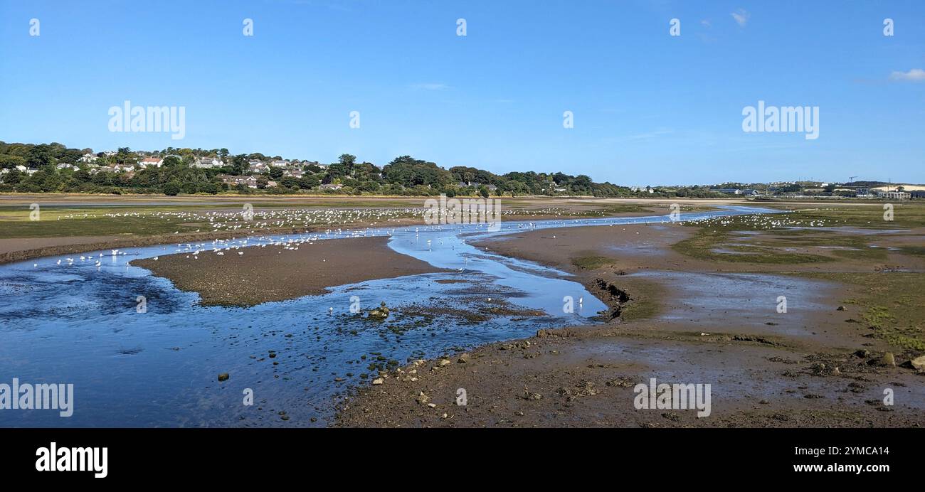 Hayle Estuary Nature Reserve - Cornwall, UK Stock Photo - Alamy