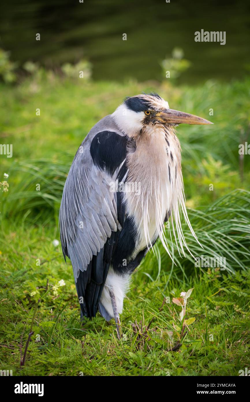Regents park canal historical hi-res stock photography and images - Alamy