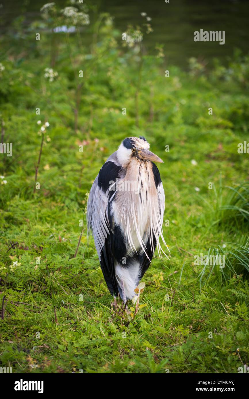 The Regent's Park, one of the Royal Parks of London, UK Stock Photo - Alamy