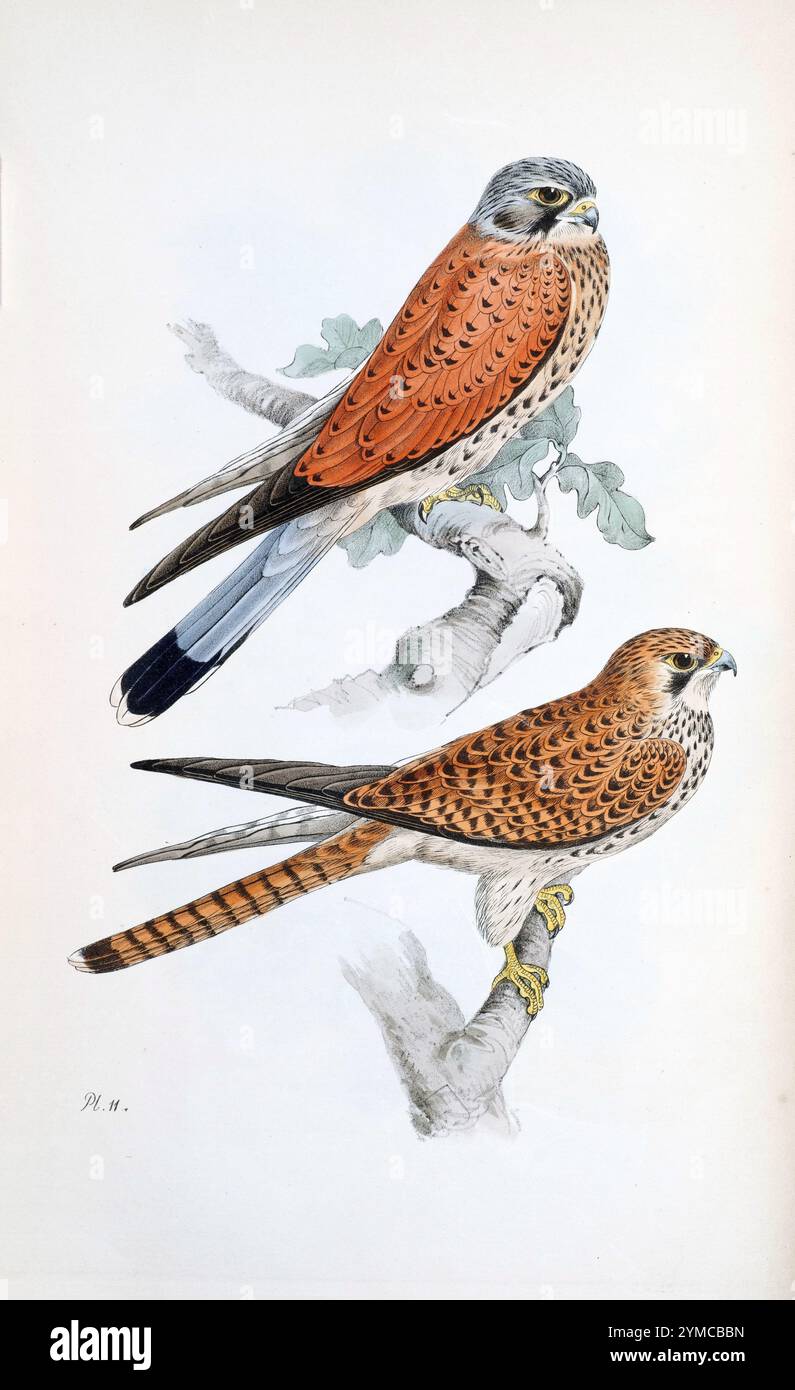 Kestril hi-res stock photography and images - Alamy