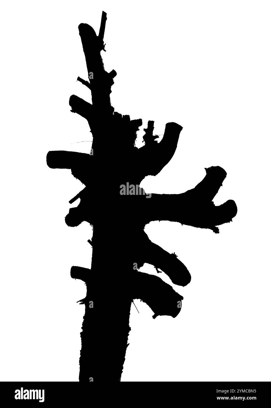 Heavily pollarded silver birch tree hi-res stock photography and images ...