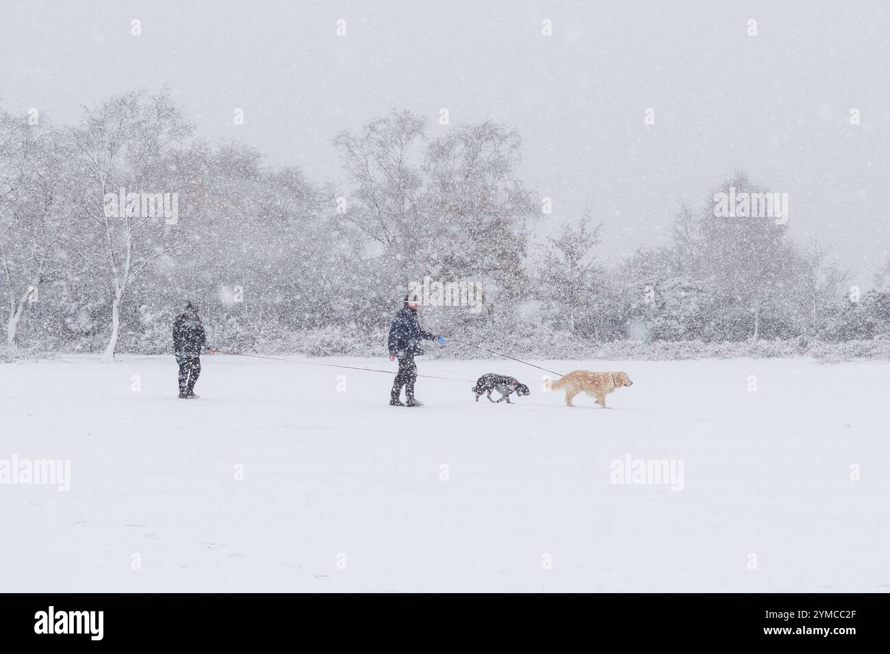 Godshill, New Forest, Hampshire, England, UK, 21st November 2024 ...