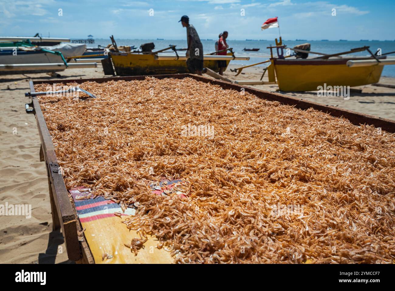 The drying process of anchovies being dried under the hot sun on the ...