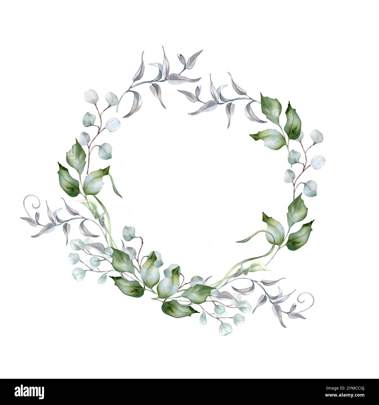 Greenery circle frame of eucalyptus branches, holly leaves and curly ...