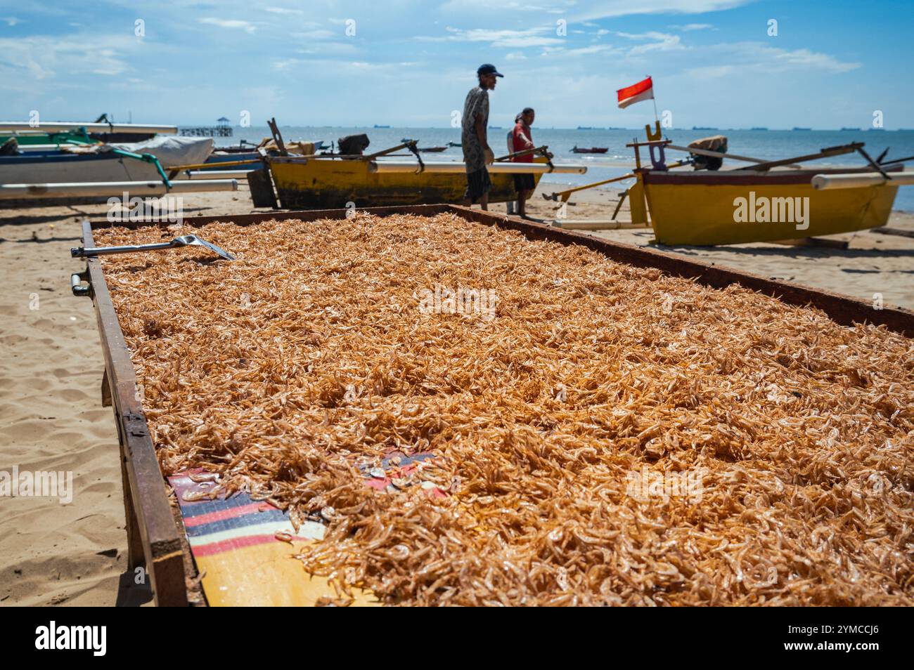 The drying process of anchovies being dried under the hot sun on the ...