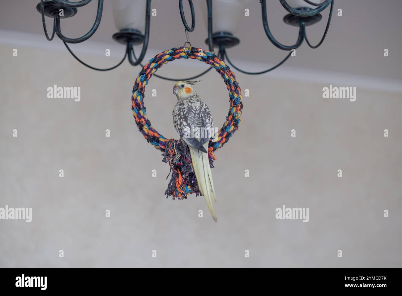 Female Cockatiel bird aka Nymphicus hollandicus Stock Photo - Alamy