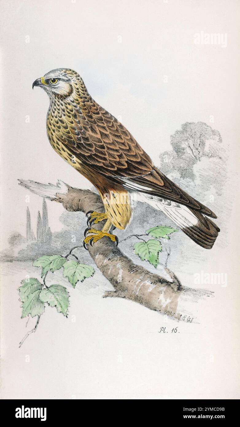 British buzzard hi-res stock photography and images - Alamy
