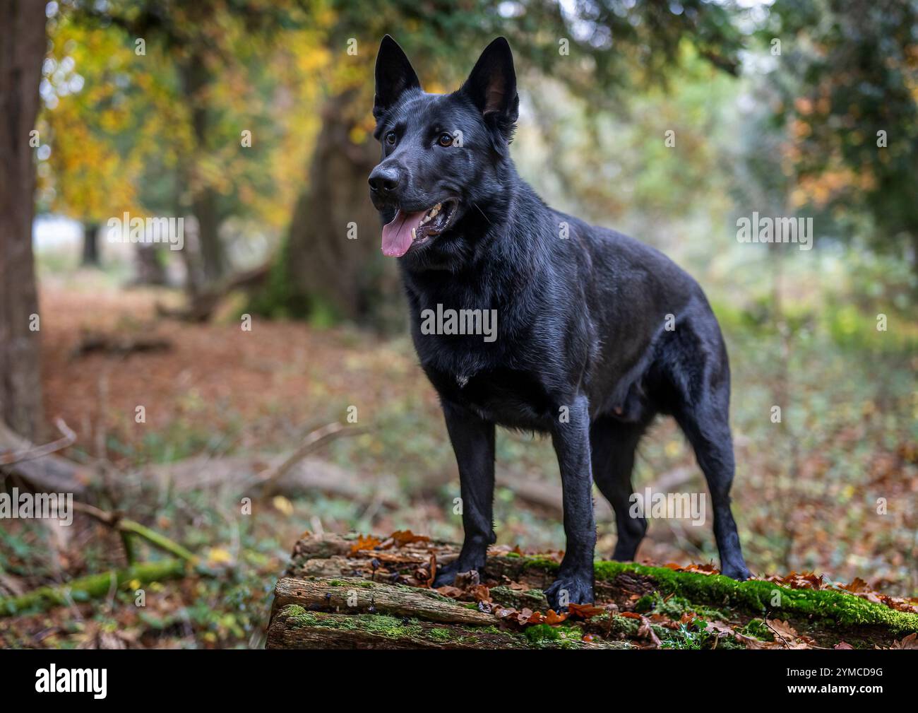 A German Shepherd Dog in a forest location Stock Photo - Alamy