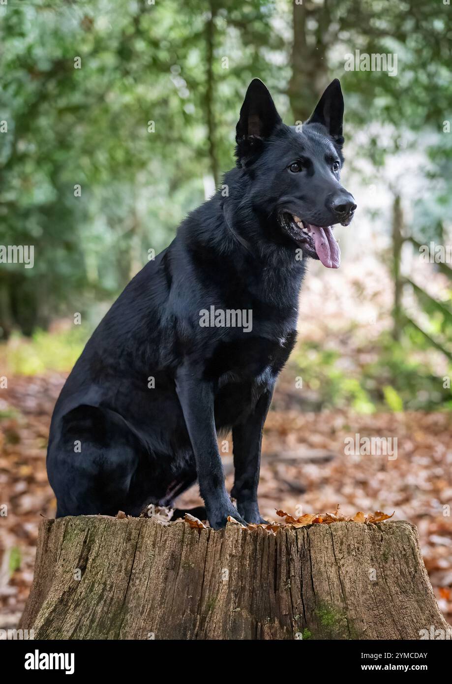 A German Shepherd Dog in a forest location Stock Photo - Alamy