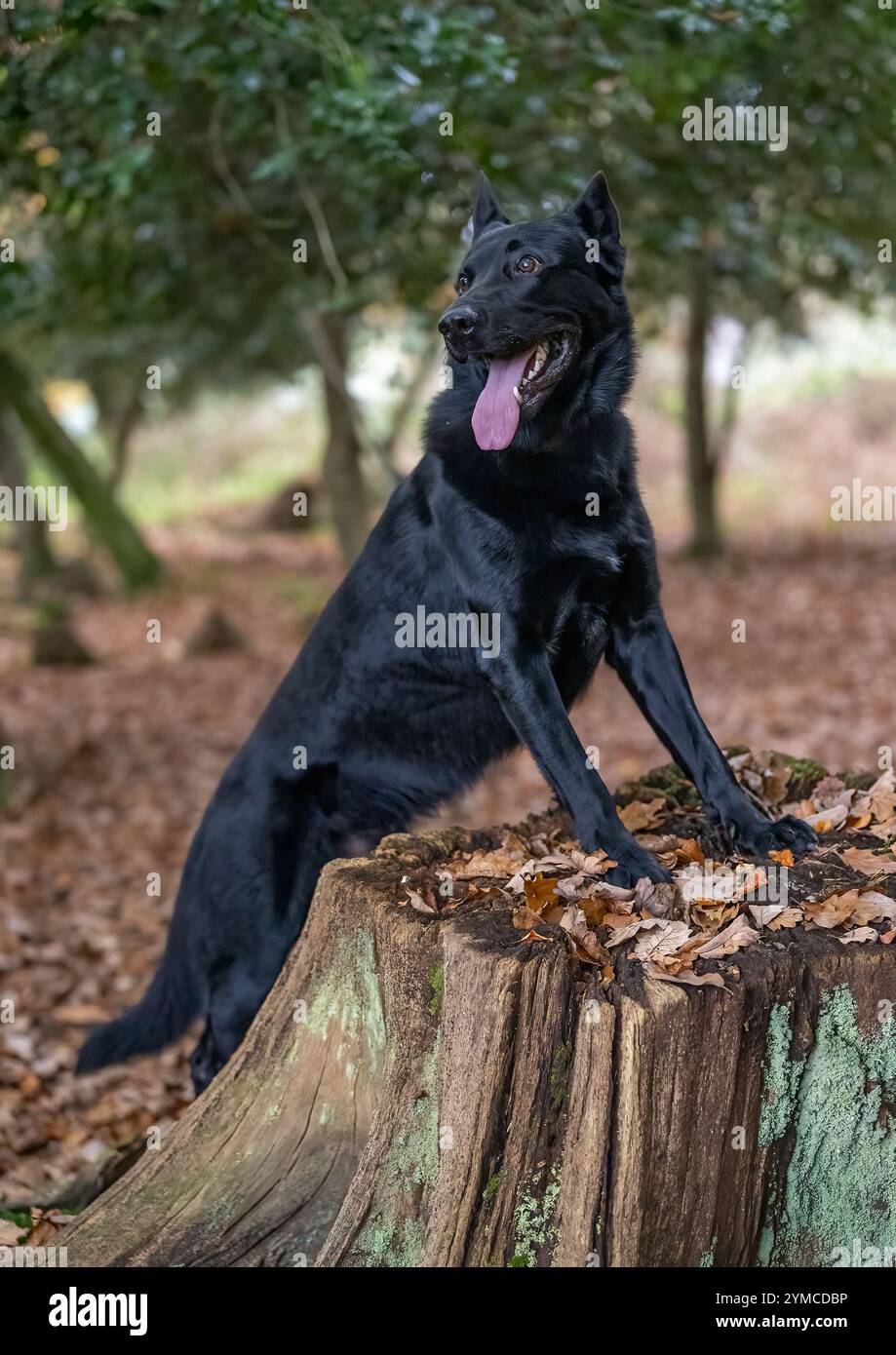 A German Shepherd Dog in a forest location Stock Photo - Alamy