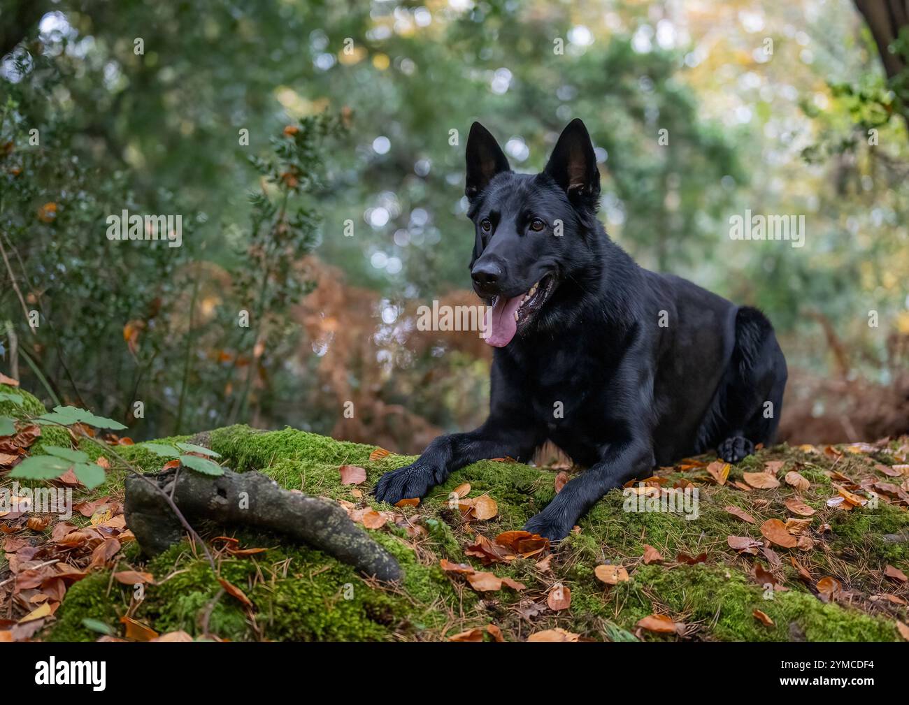 A German Shepherd Dog in a forest location Stock Photo - Alamy