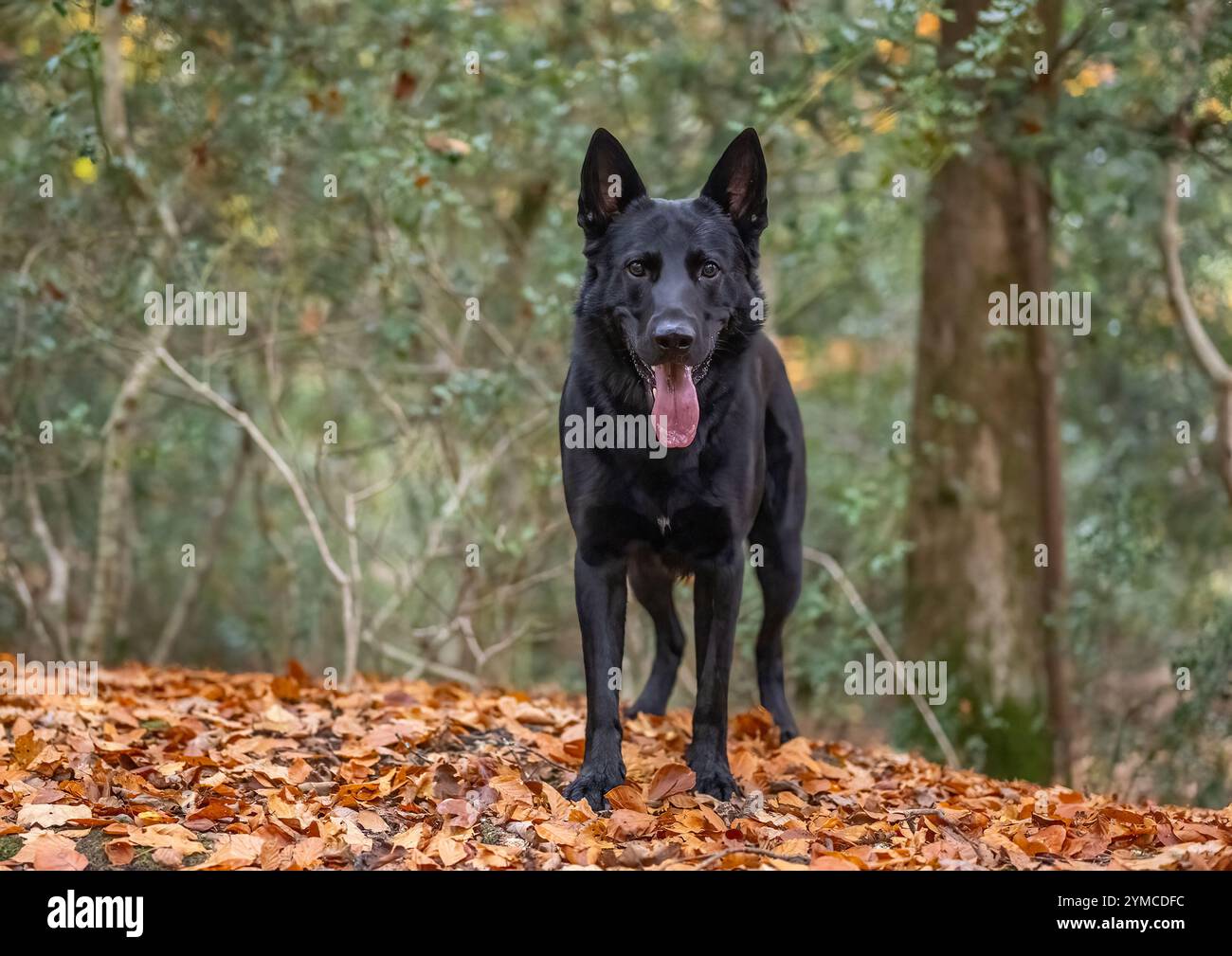 A German Shepherd Dog in a forest location Stock Photo - Alamy
