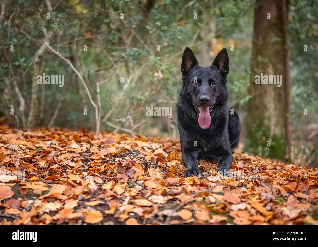 A German Shepherd Dog in a forest location Stock Photo - Alamy