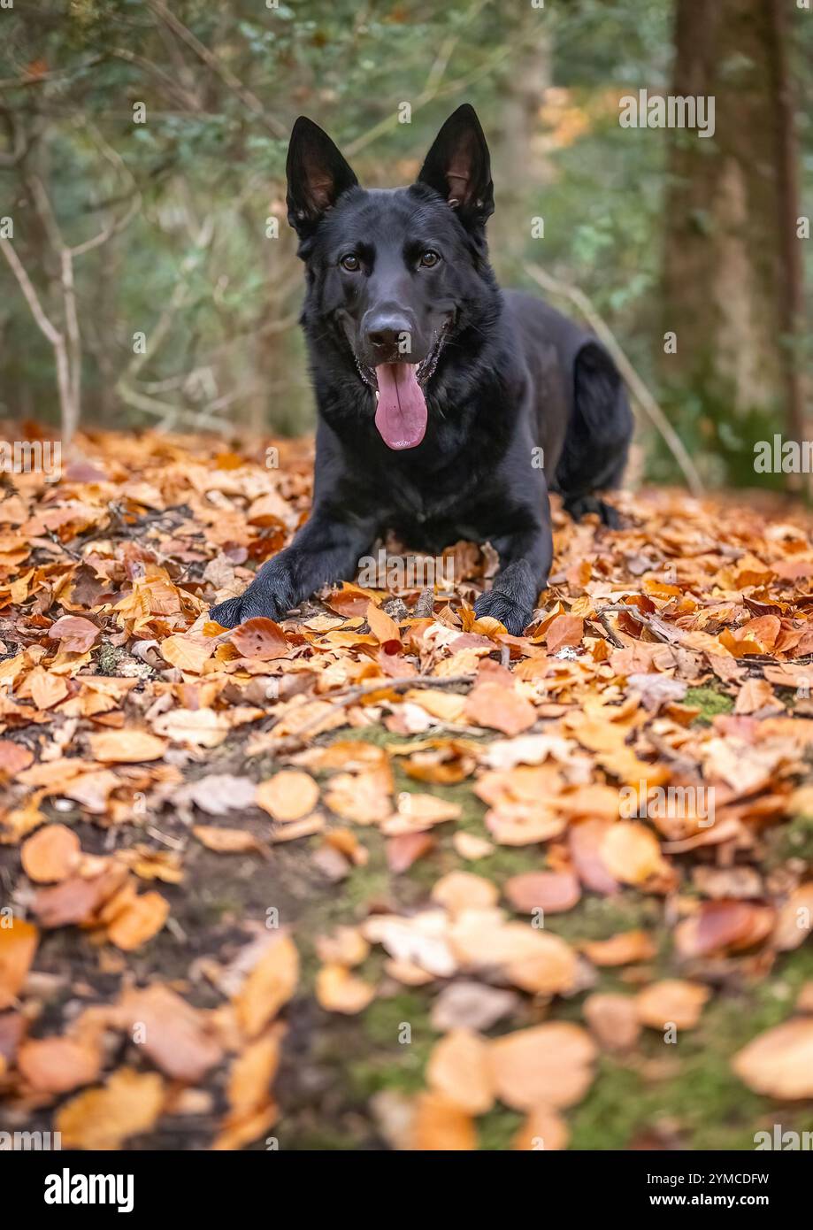 A German Shepherd Dog in a forest location Stock Photo - Alamy