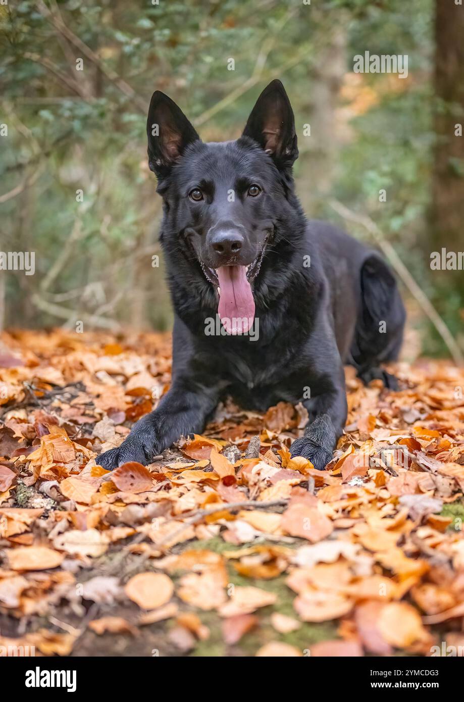 A German Shepherd Dog in a forest location Stock Photo - Alamy