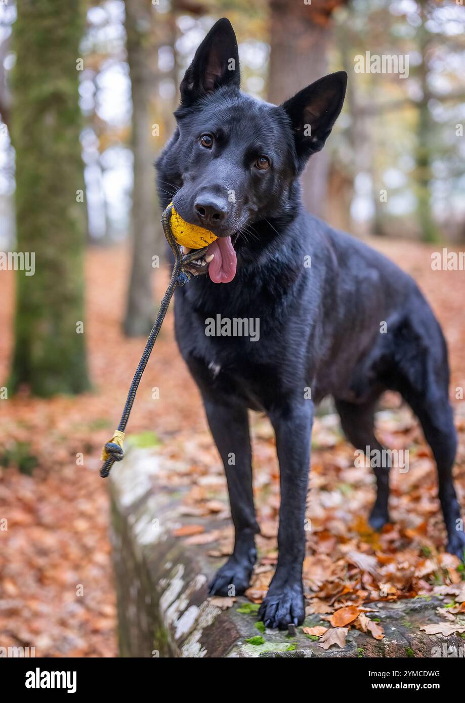 Dog photography in new forest national park hi-res stock photography ...
