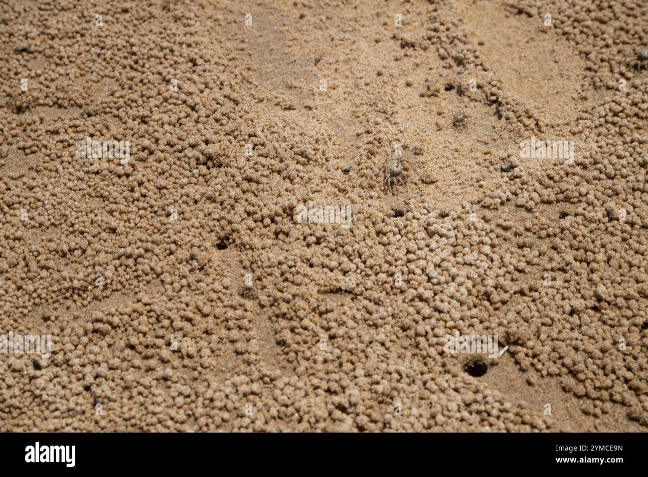 Small crabs roaming around their nests on the beach Stock Photo - Alamy