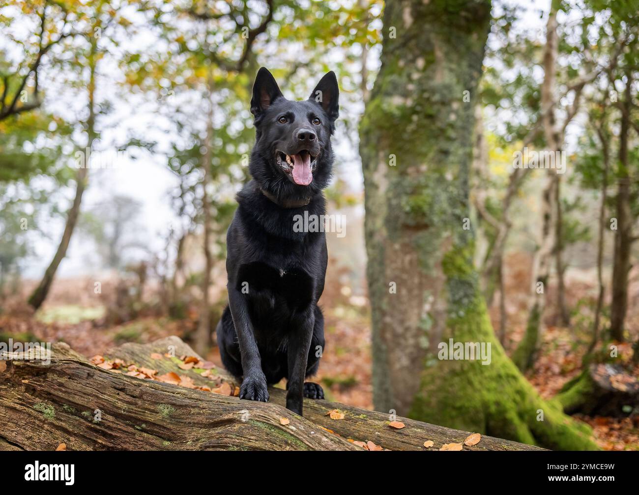 A German Shepherd Dog in a forest location Stock Photo - Alamy