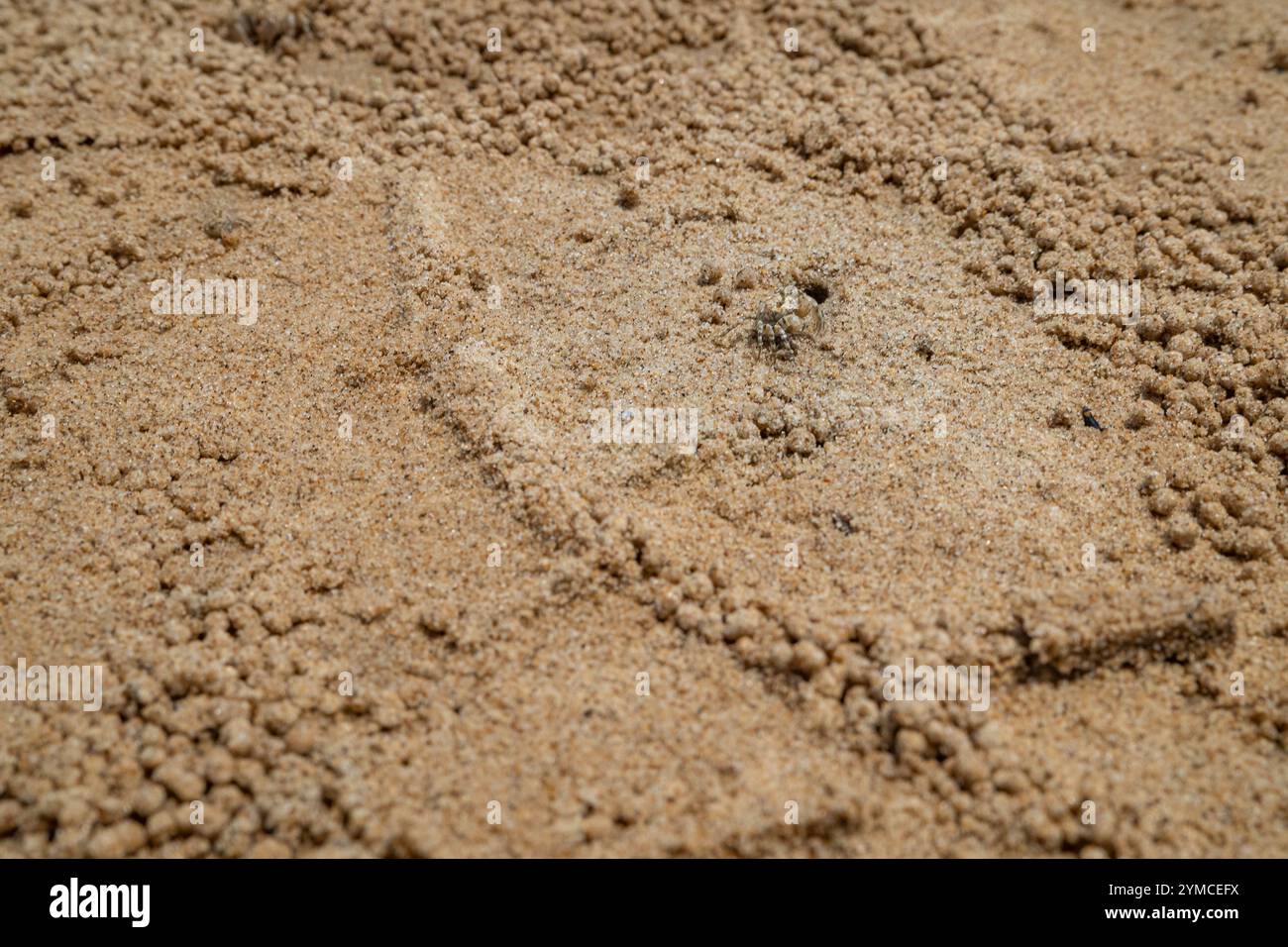 Small crabs roaming around their nests on the beach Stock Photo - Alamy