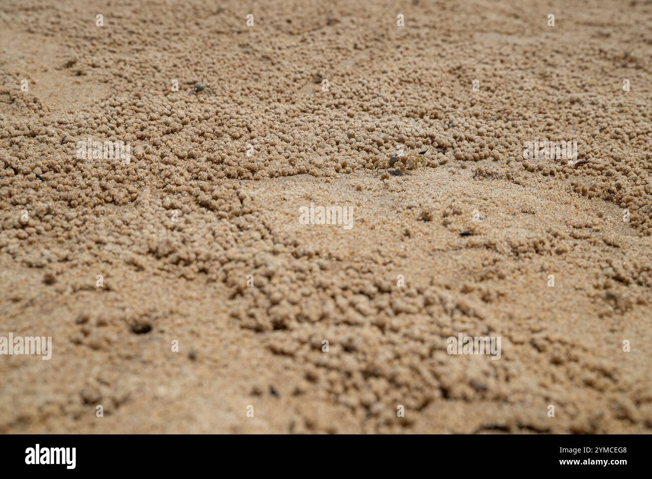 Small crabs roaming around their nests on the beach Stock Photo - Alamy