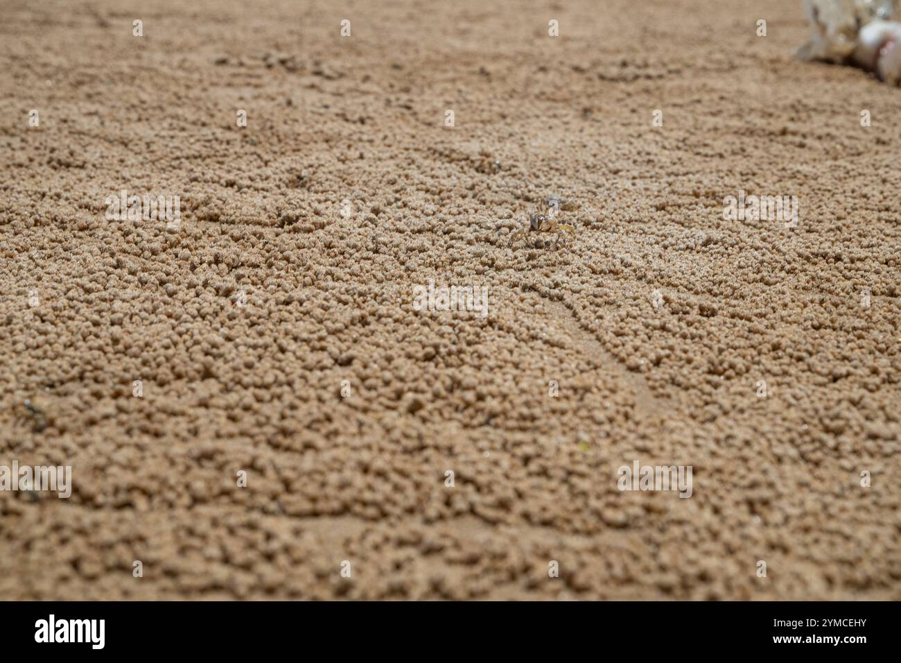 Small crabs roaming around their nests on the beach Stock Photo - Alamy