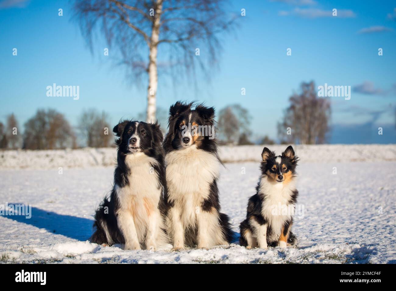 Three Shetland Sheepdogs Stock Photo - Alamy