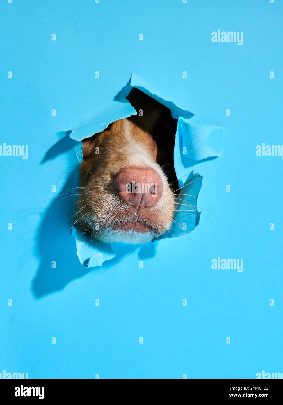 A Nova Scotia Duck Tolling Retriever licks its nose through a blue ...