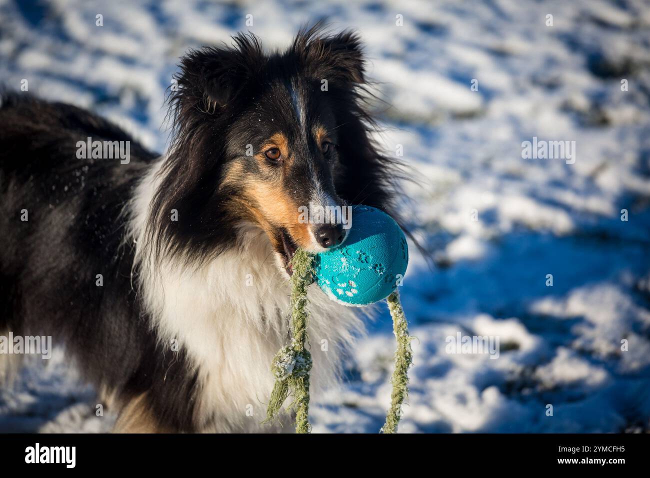 Sheepdog playing hi-res stock photography and images - Alamy