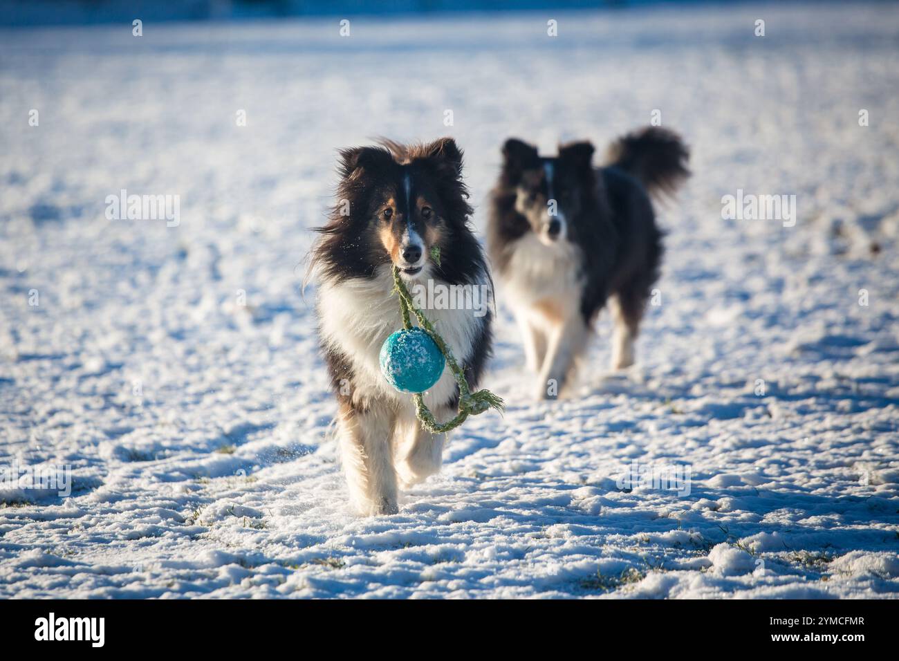 Sheepdog playing hi-res stock photography and images - Alamy