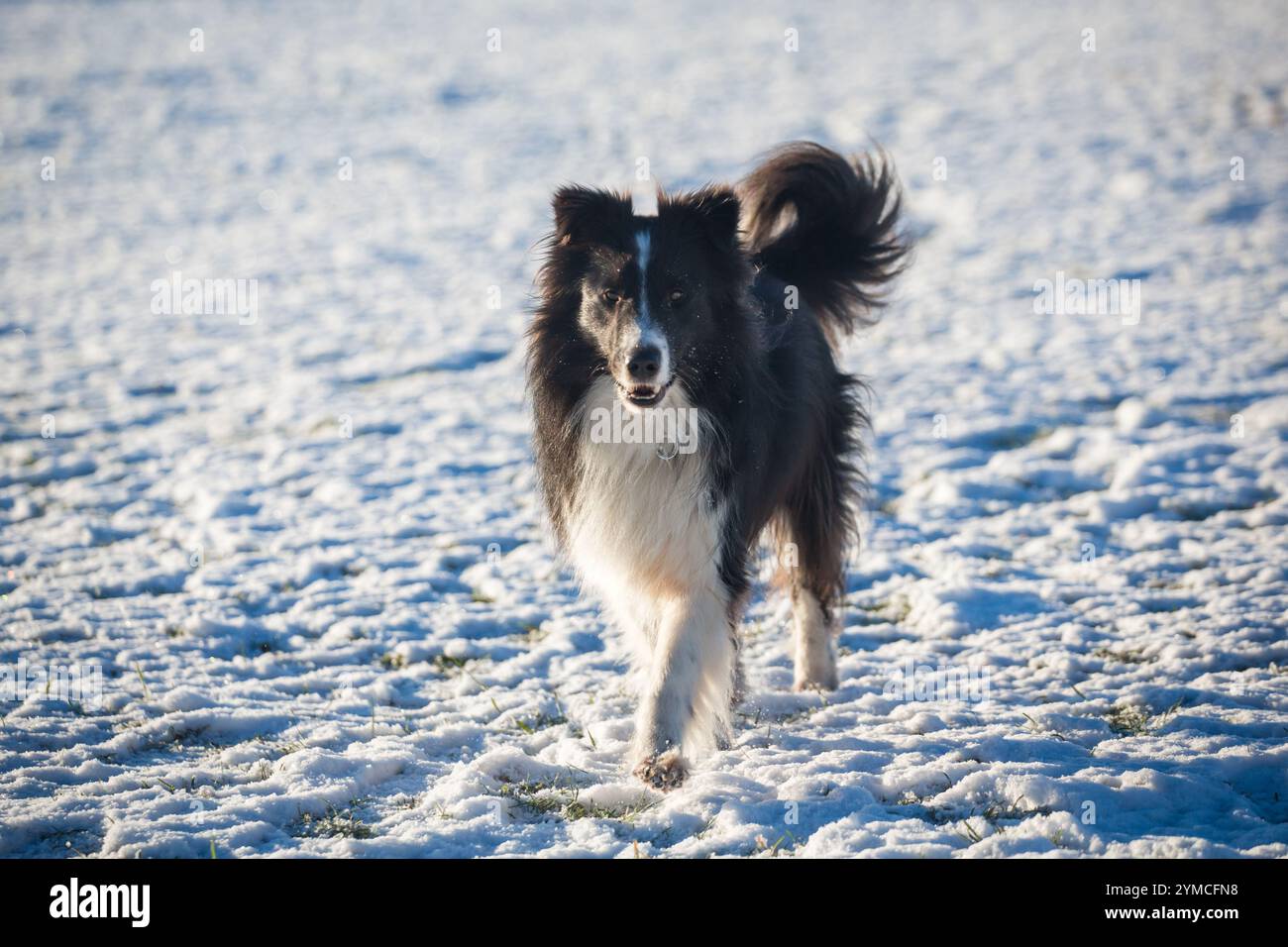 Sheltie snow hi-res stock photography and images - Alamy