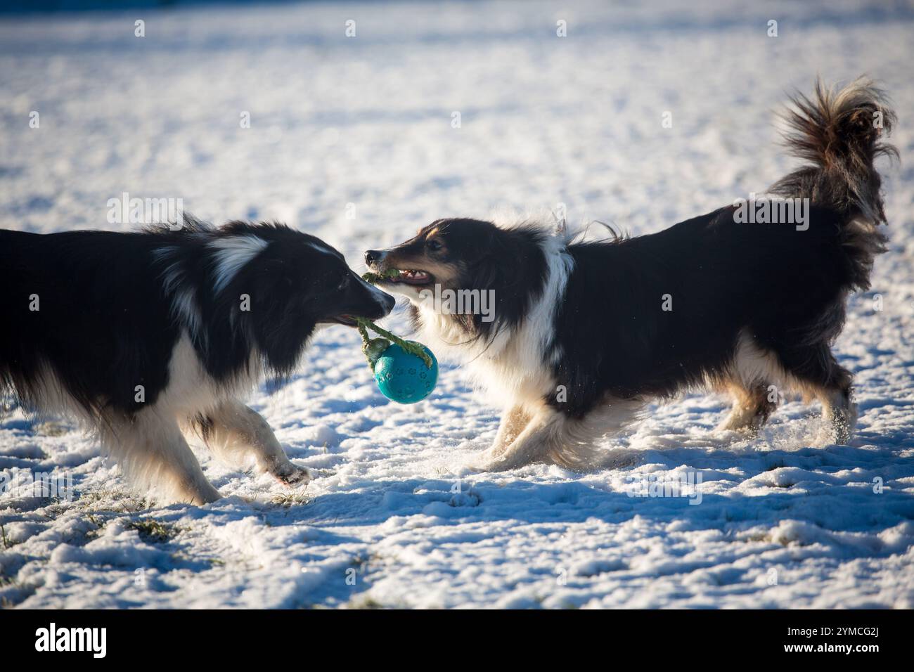 Two Shetland Sheepdogs playing with a ball Stock Photo - Alamy