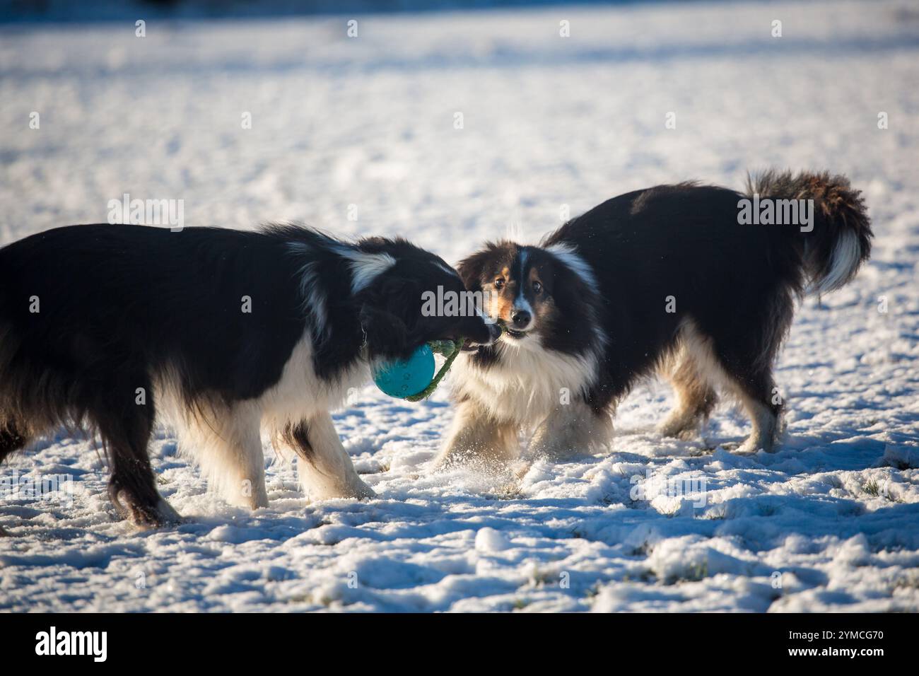 Two Shetland Sheepdogs playing with a ball Stock Photo - Alamy