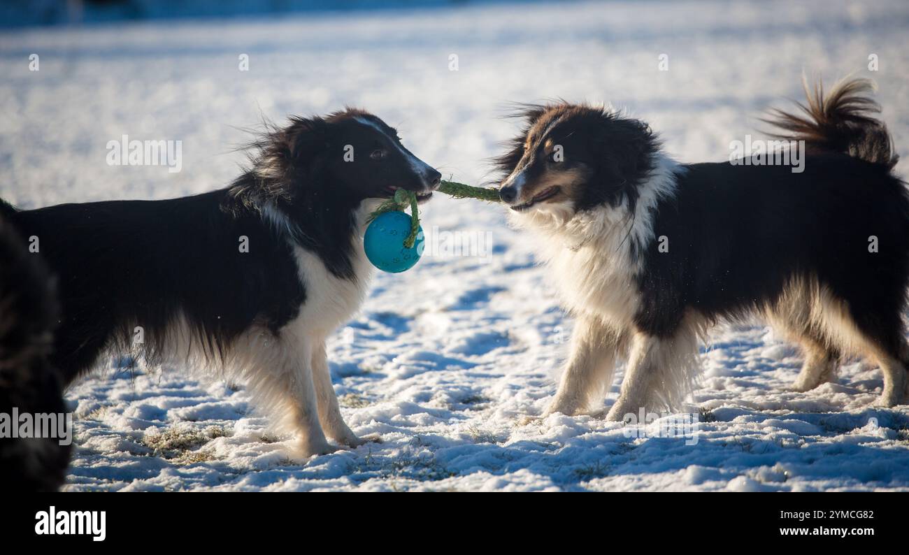 Two Shetland Sheepdogs playing with a ball Stock Photo - Alamy