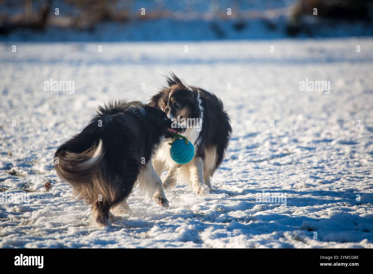 Two color ball hi-res stock photography and images - Alamy