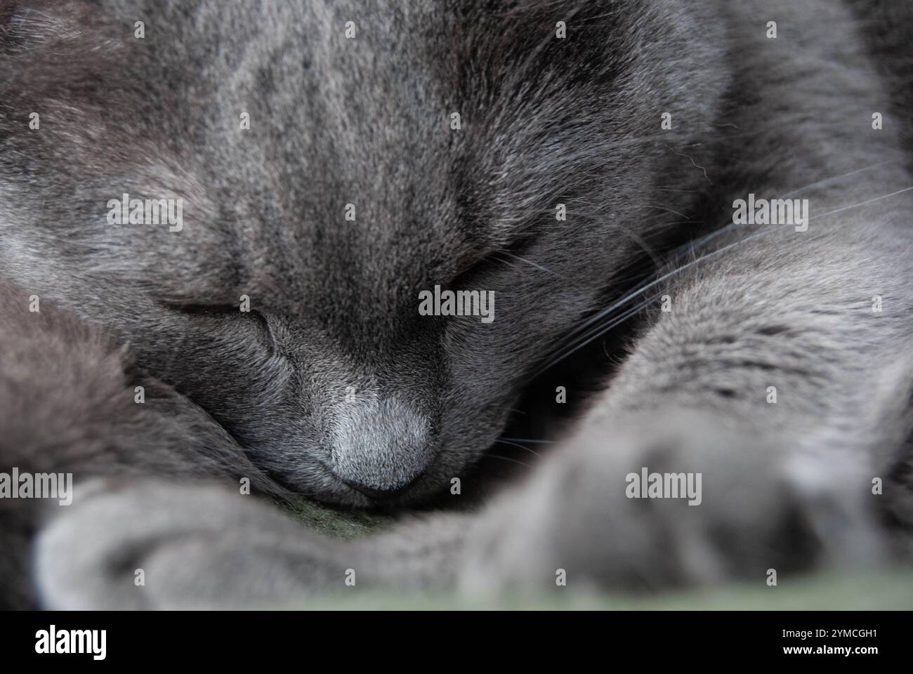 Russian blue cat green eyes hi-res stock photography and images - Alamy