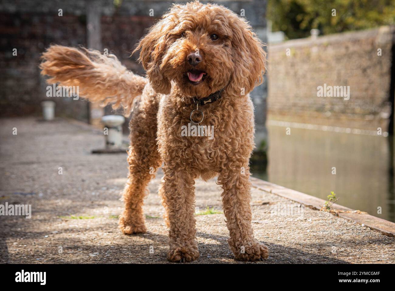 Ginger cockapoo hi-res stock photography and images - Alamy