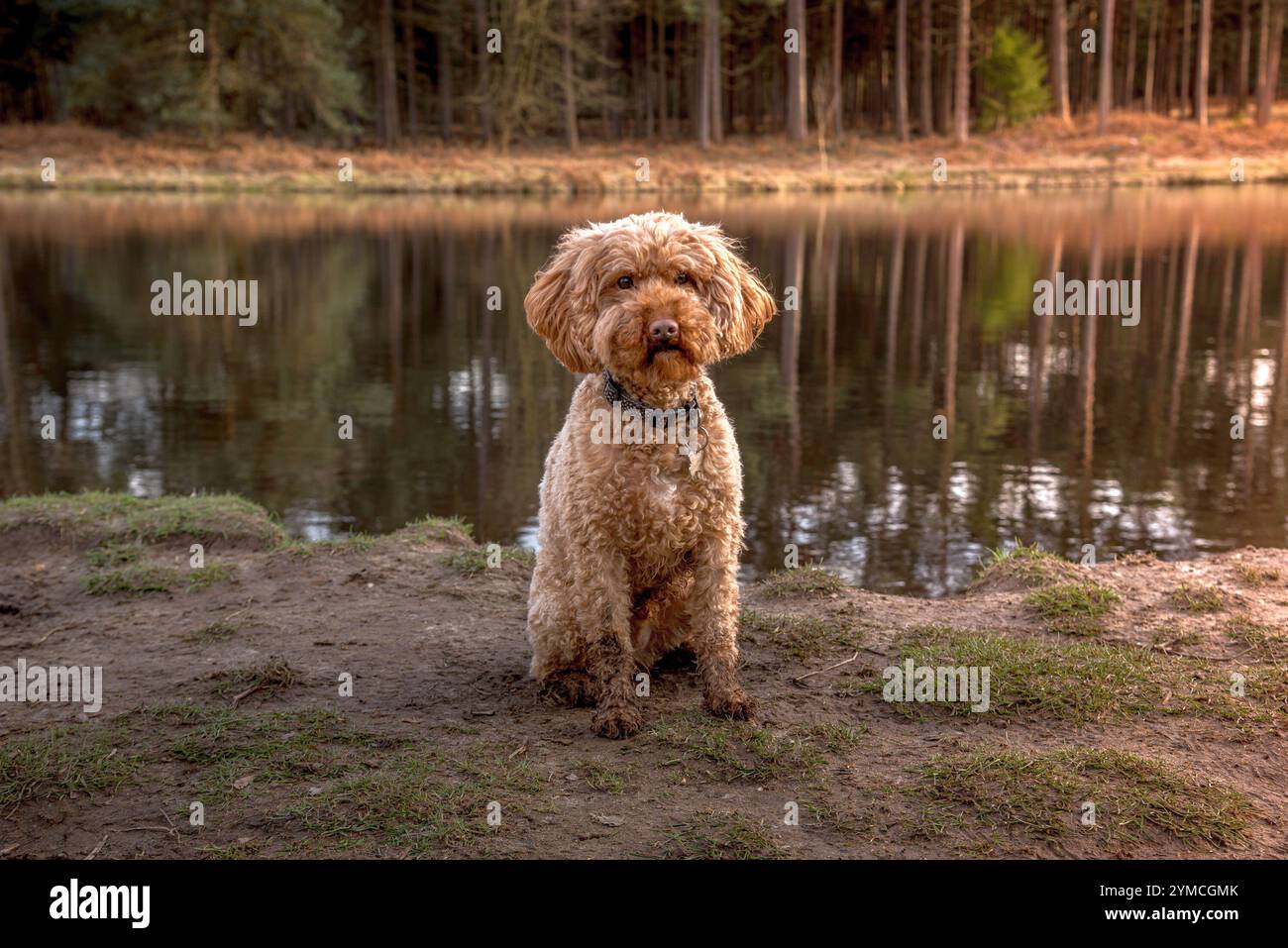 Ginger cockapoo hi-res stock photography and images - Alamy
