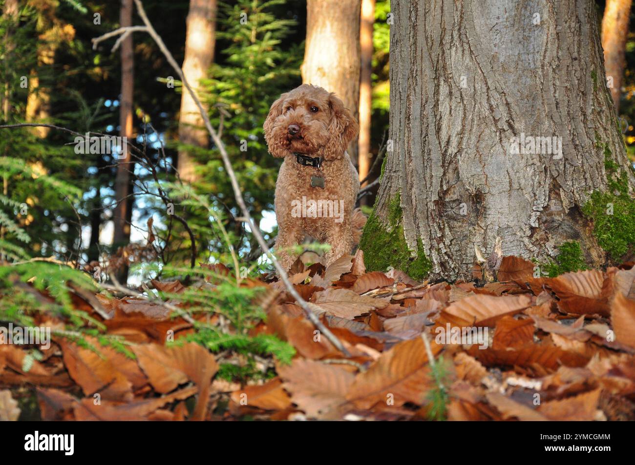 Ginger cockapoo hi-res stock photography and images - Alamy