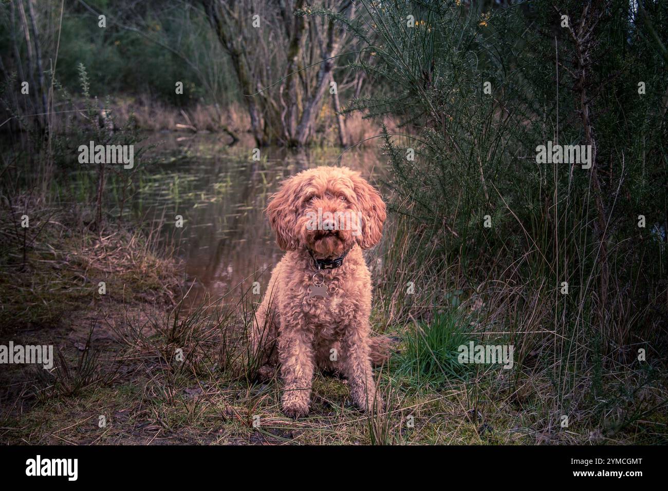 Ginger cockapoo hi-res stock photography and images - Alamy