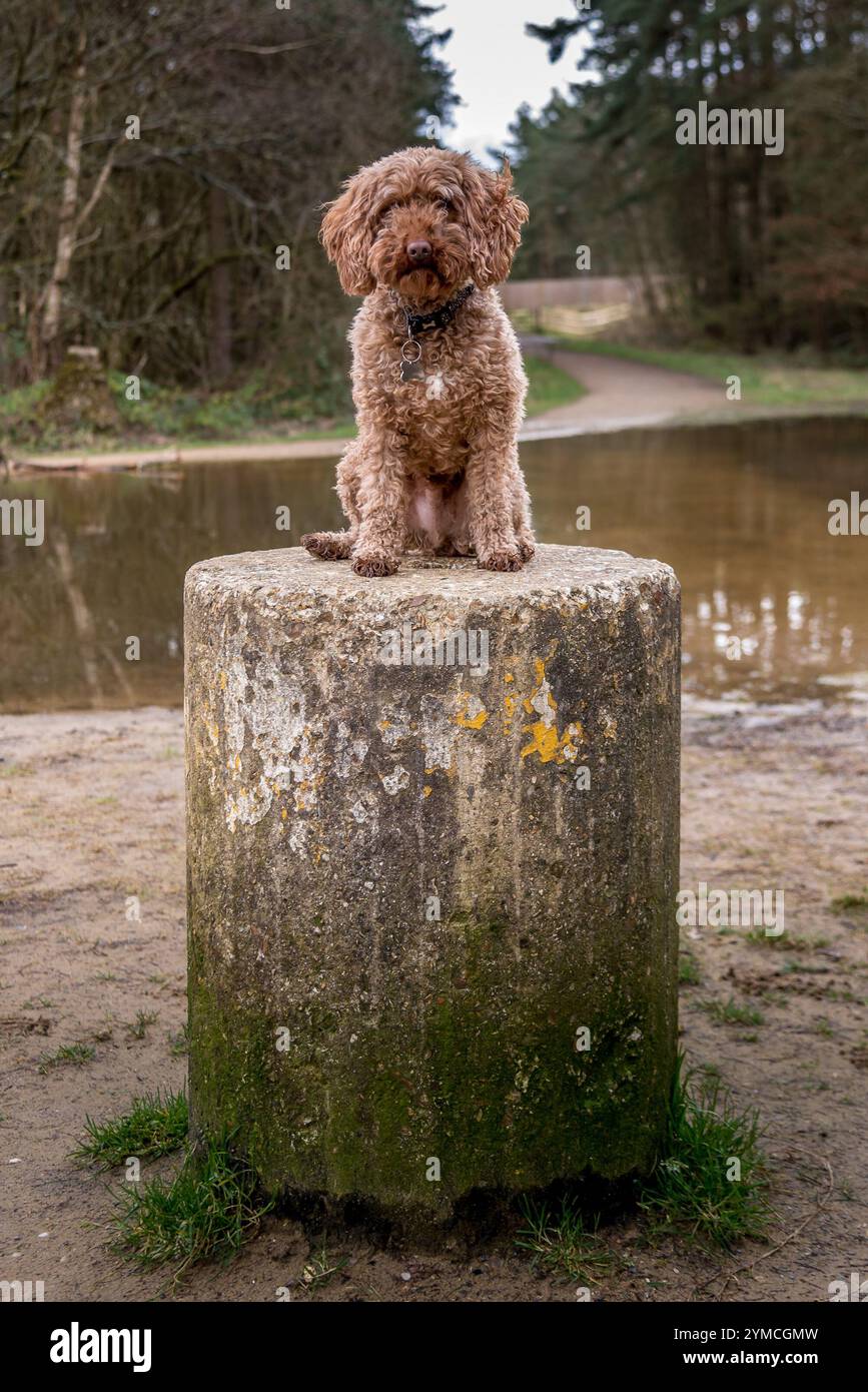 Ginger cockapoo hi-res stock photography and images - Alamy