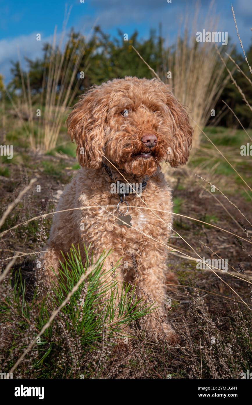 Ginger cockapoo hi-res stock photography and images - Alamy