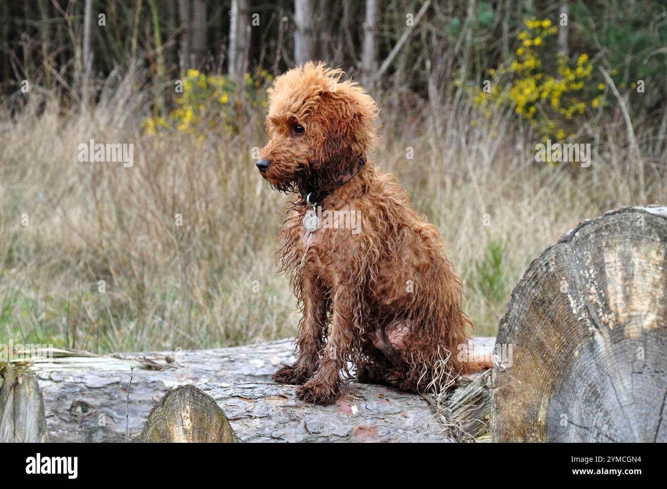 Ginger cockapoo hi-res stock photography and images - Alamy