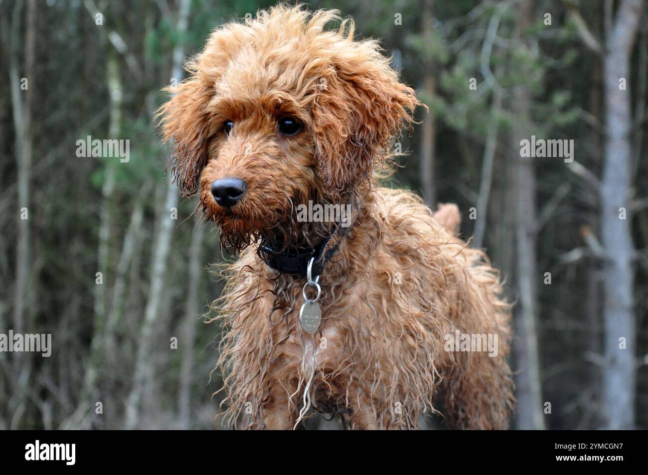 Ginger cockapoo hi-res stock photography and images - Alamy