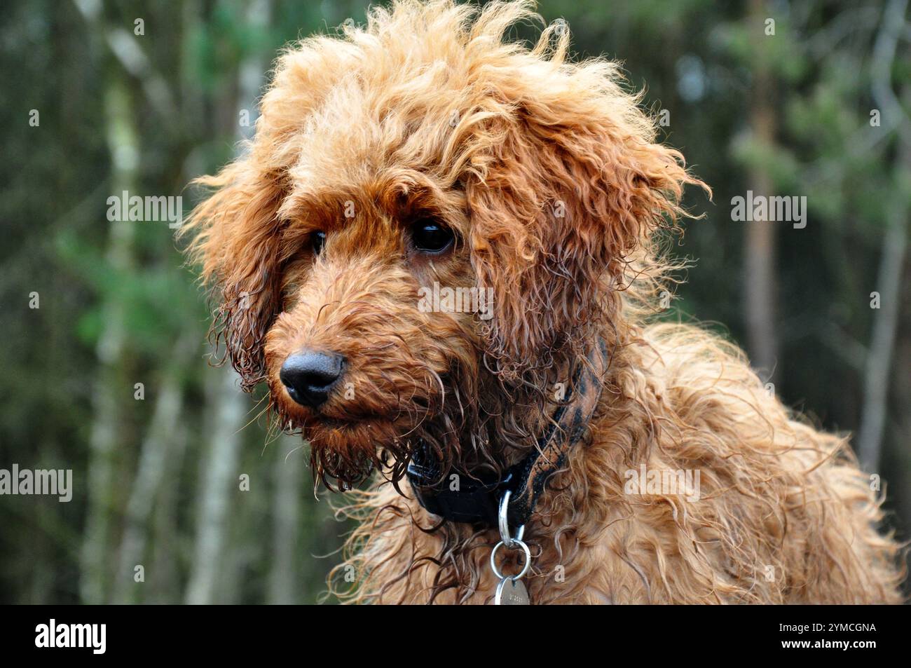 Ginger cockapoo hi-res stock photography and images - Alamy