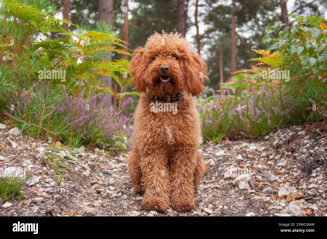 Ginger cockapoo hi-res stock photography and images - Alamy